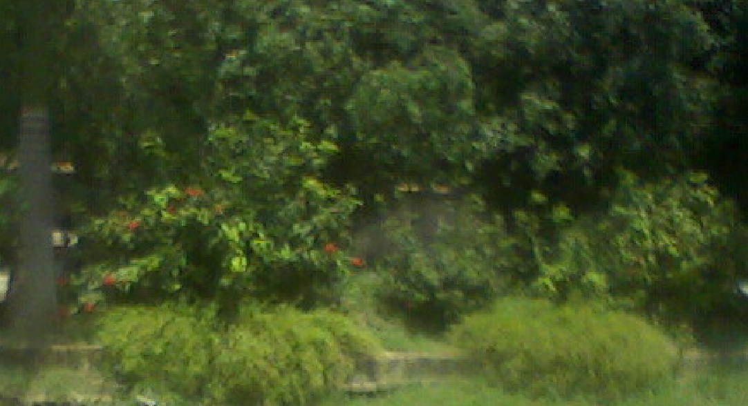 Tree Plantation Composition Paragraph | Essay on Tree Plantation Easy